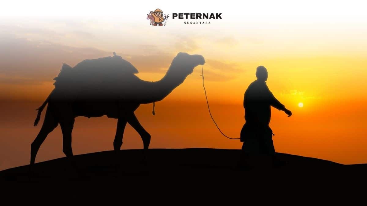 Kapan Qurban Dilaksanakan? Panduan Lengkap untuk Umat Islam - Peternak ...